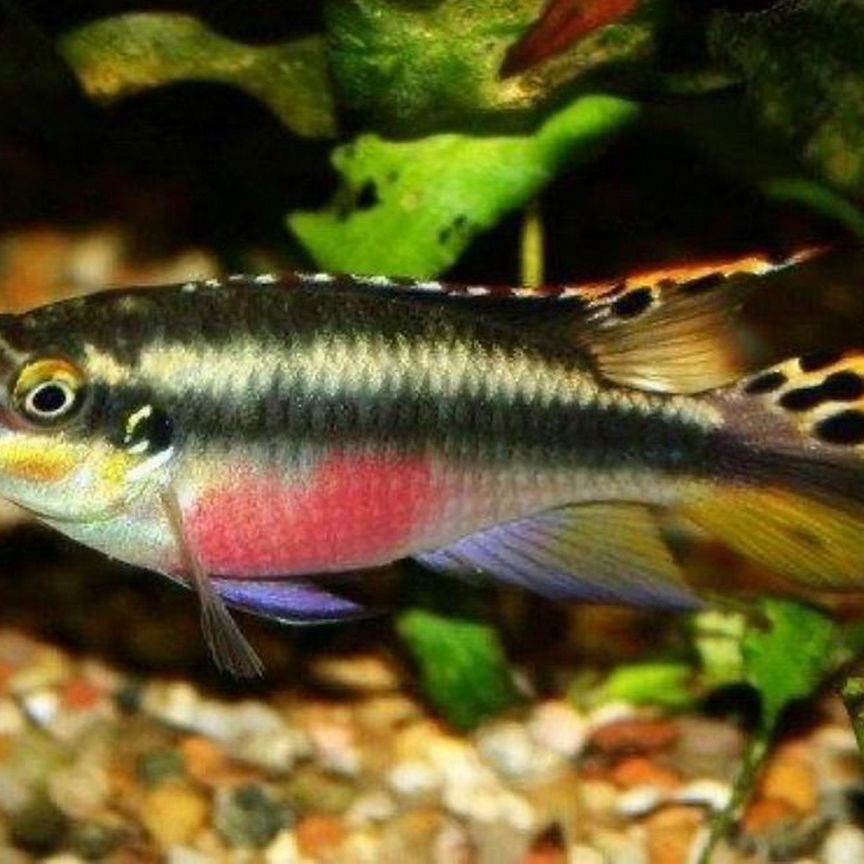 Рыба попугайчик