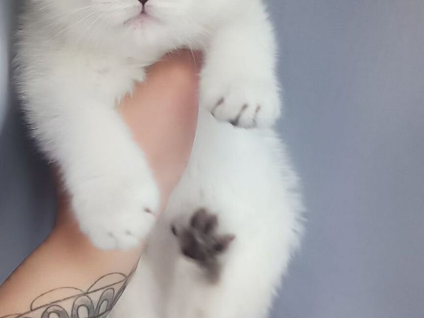 Кошка Девочка