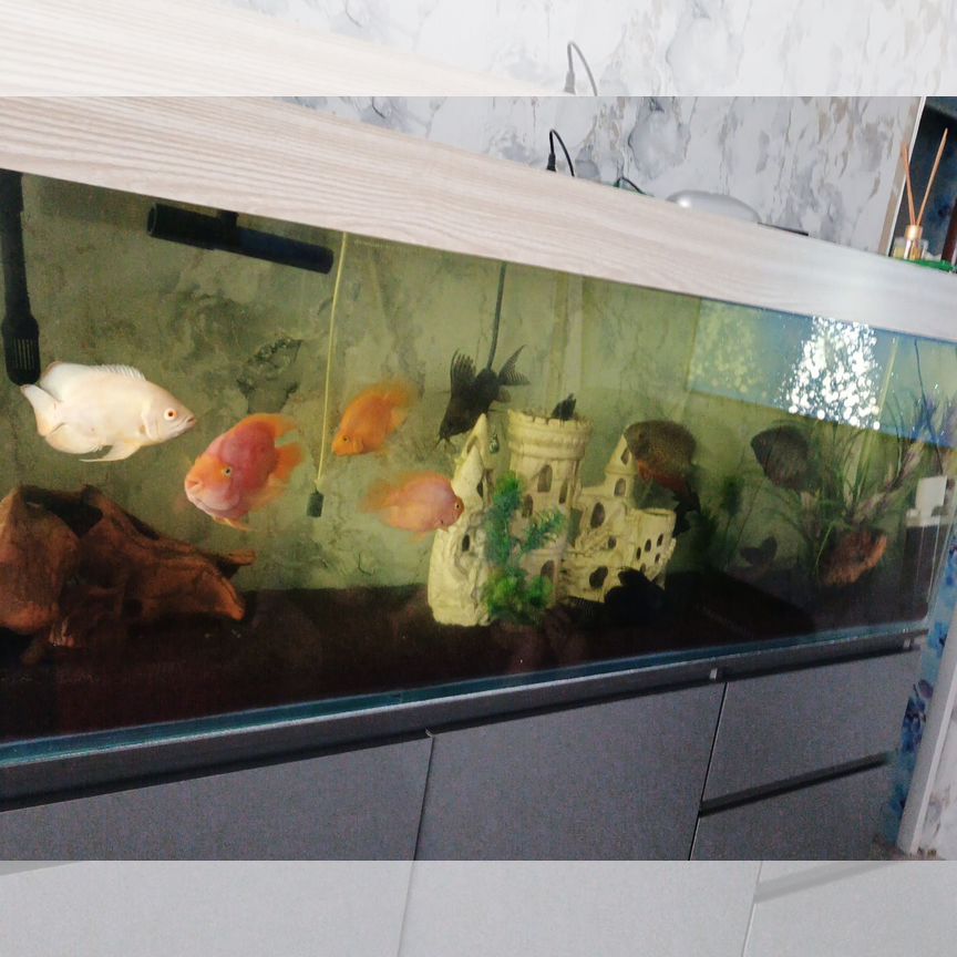 Аквариум с рыбками в комплекте фильтр компрессор