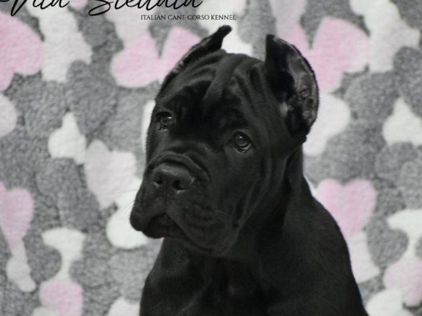 Щенки кане Корсо