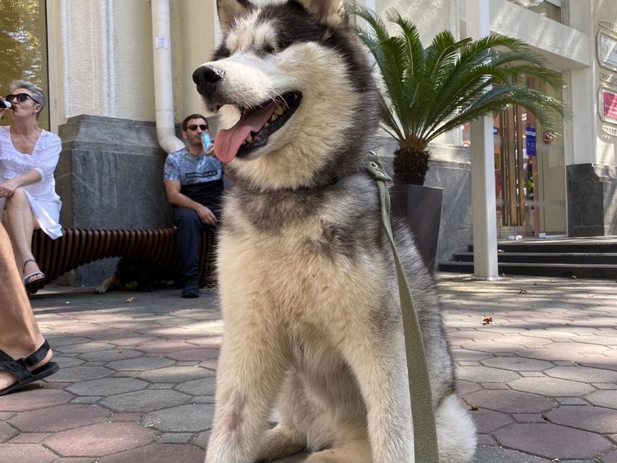 Слепая хаски Бекки в добрые руки