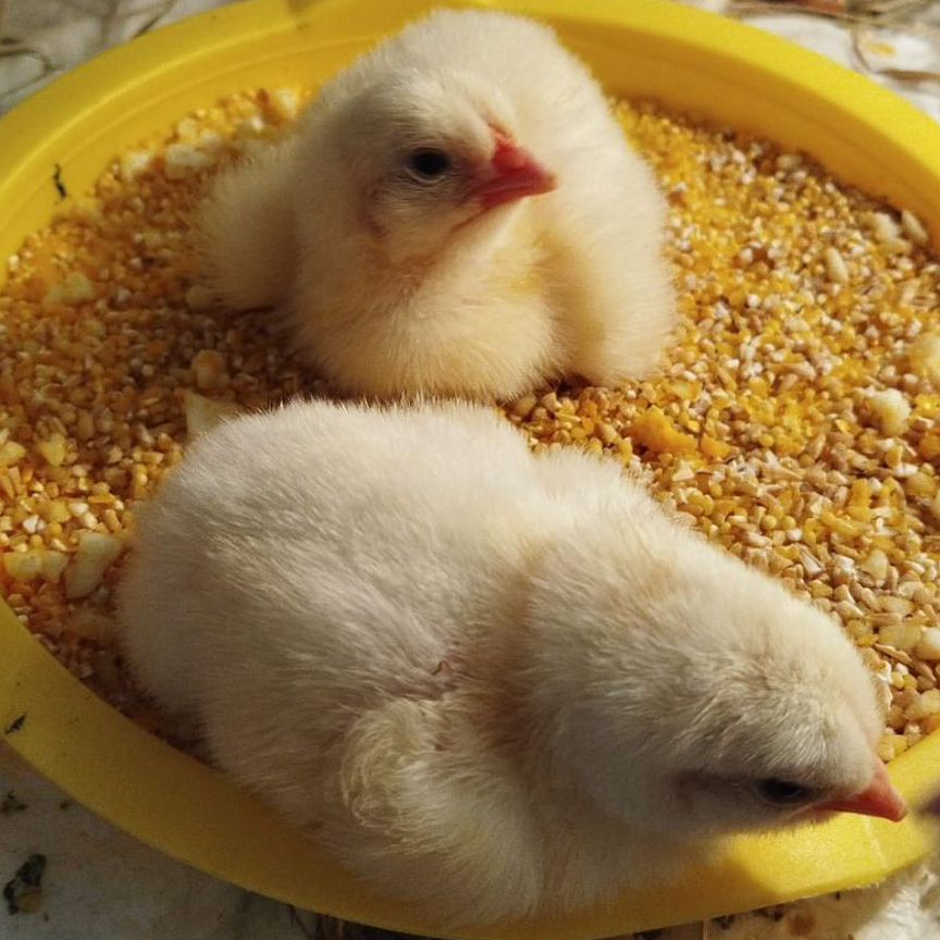 Бройлер кобб 500