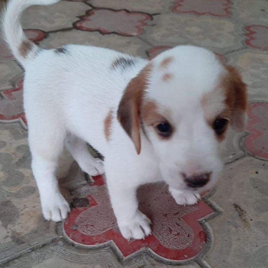 Эстонская гончая щенки