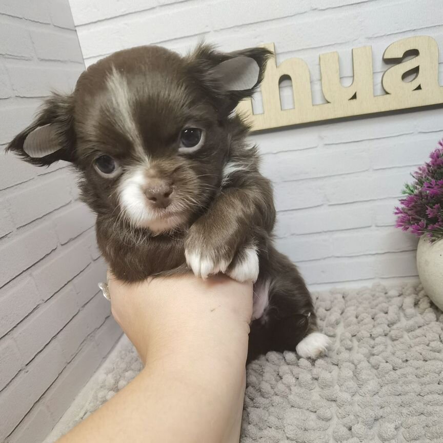 Чихуахуа девочка шоколадка РКФ