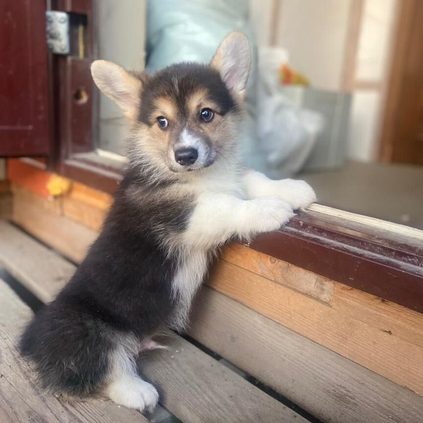 Щенки Вельш Корги Пемброк Мальчик