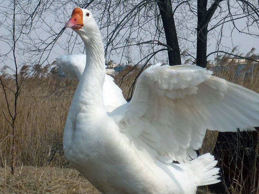 Гуси породы Линда