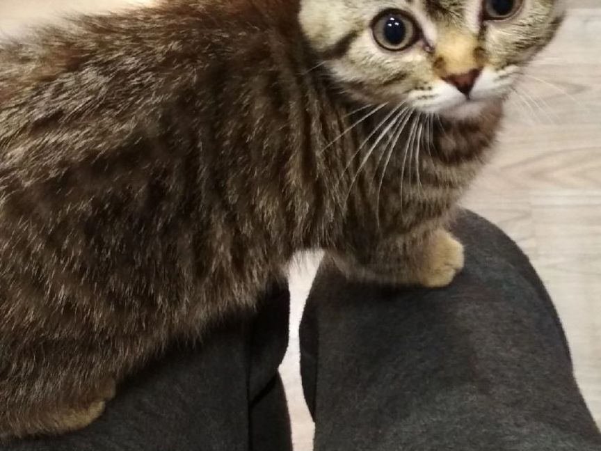 Кошка британка вислоухая