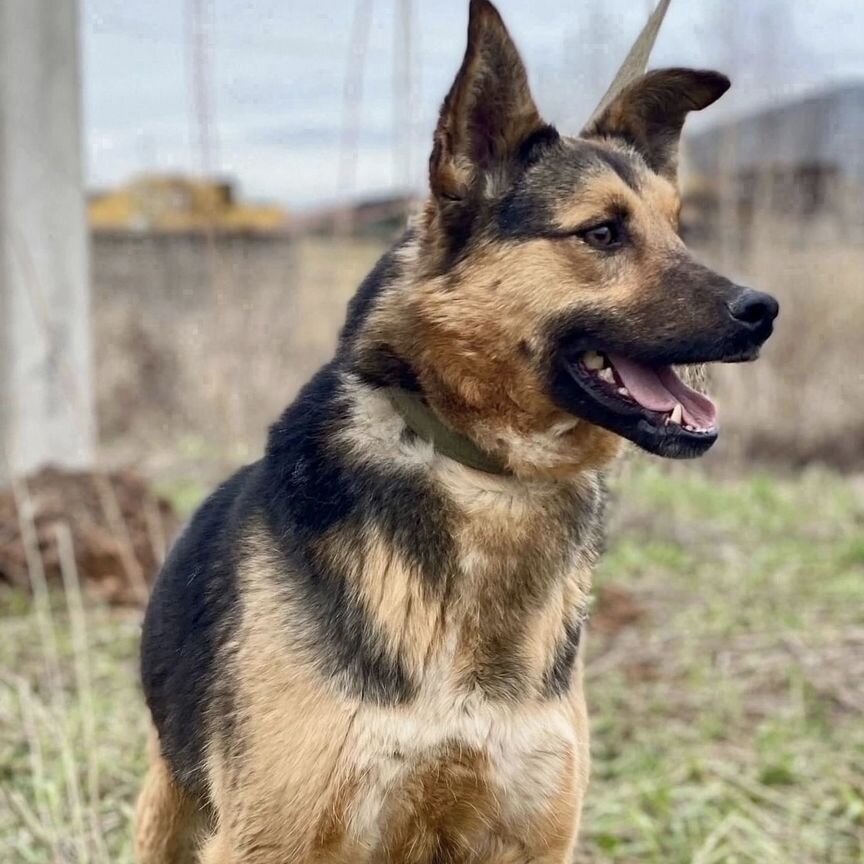 Взрослая собака в добрые руки