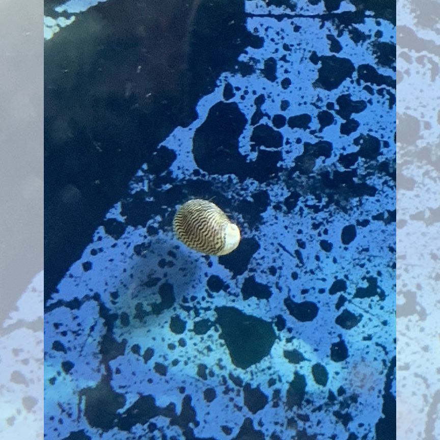 Улитки аквариумные теодоксус