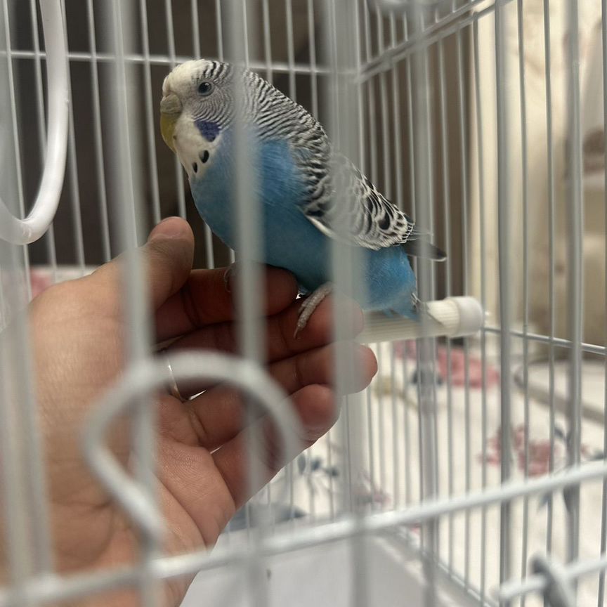 Волнистый попугай с клеткой