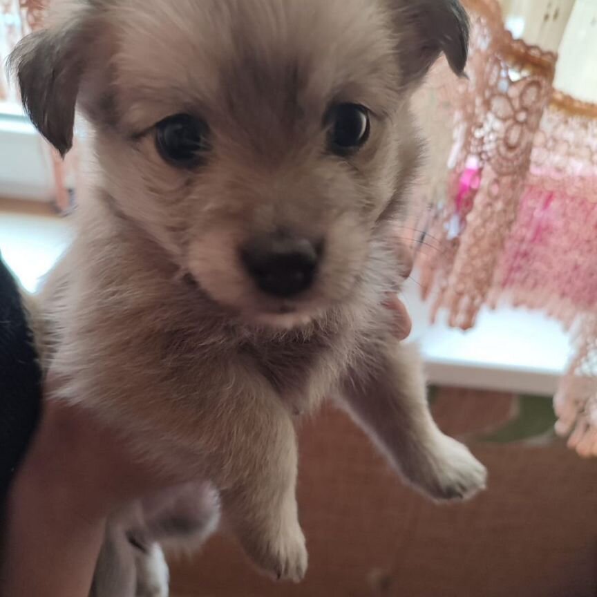 Кутята в добрые руки 3 Д,2М, бесплатно