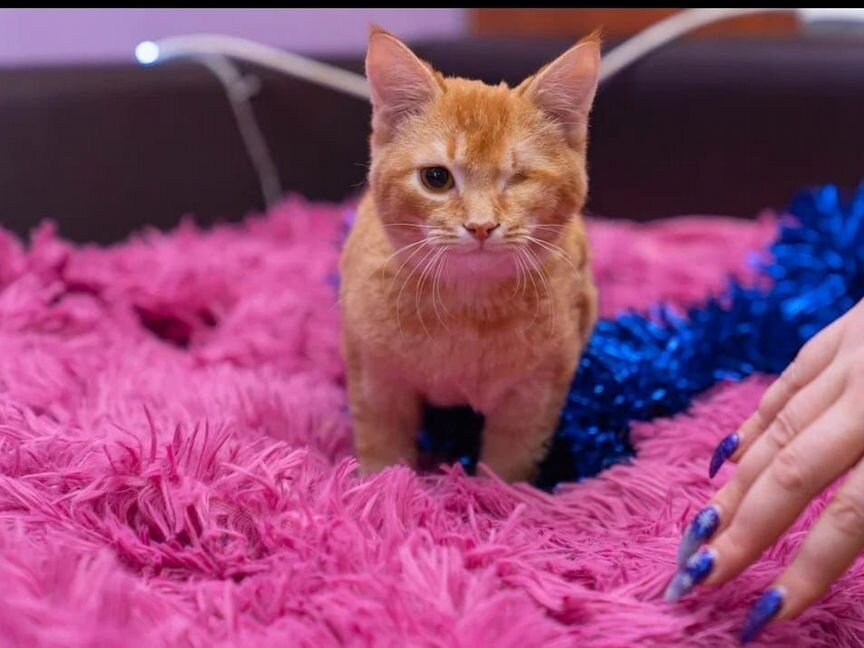 Рыжий особенный котик