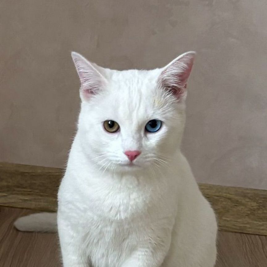 Котенок турецкой ангоры