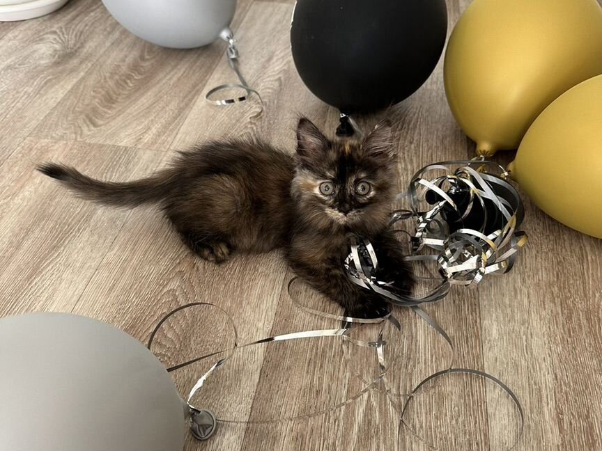 Котенок красивый игручий )