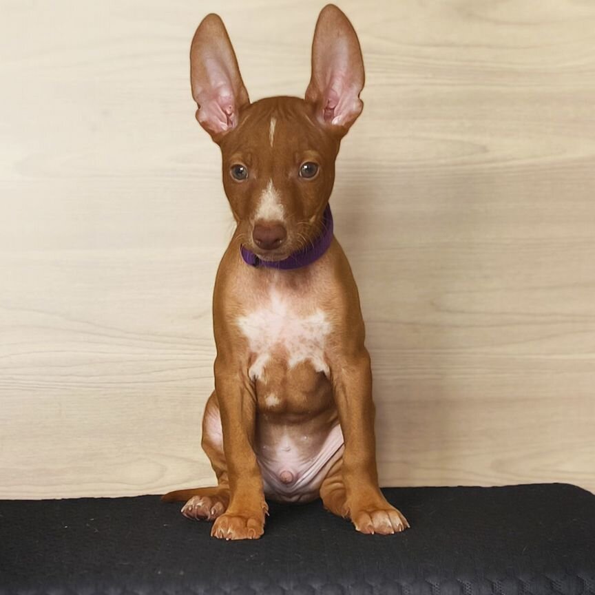 Щенки Чирнеко дель'Этна