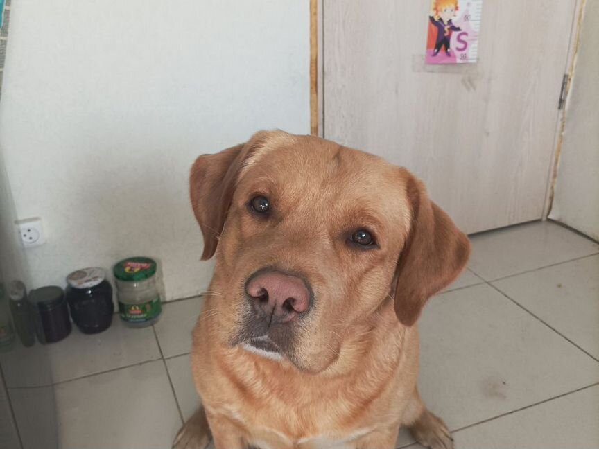 Вязка собак, лабрадор Жора