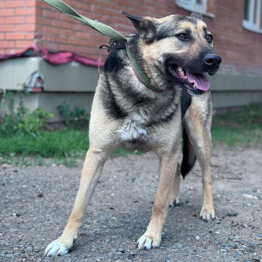 Он ищет семью. Погибает от одиночества. Спасите