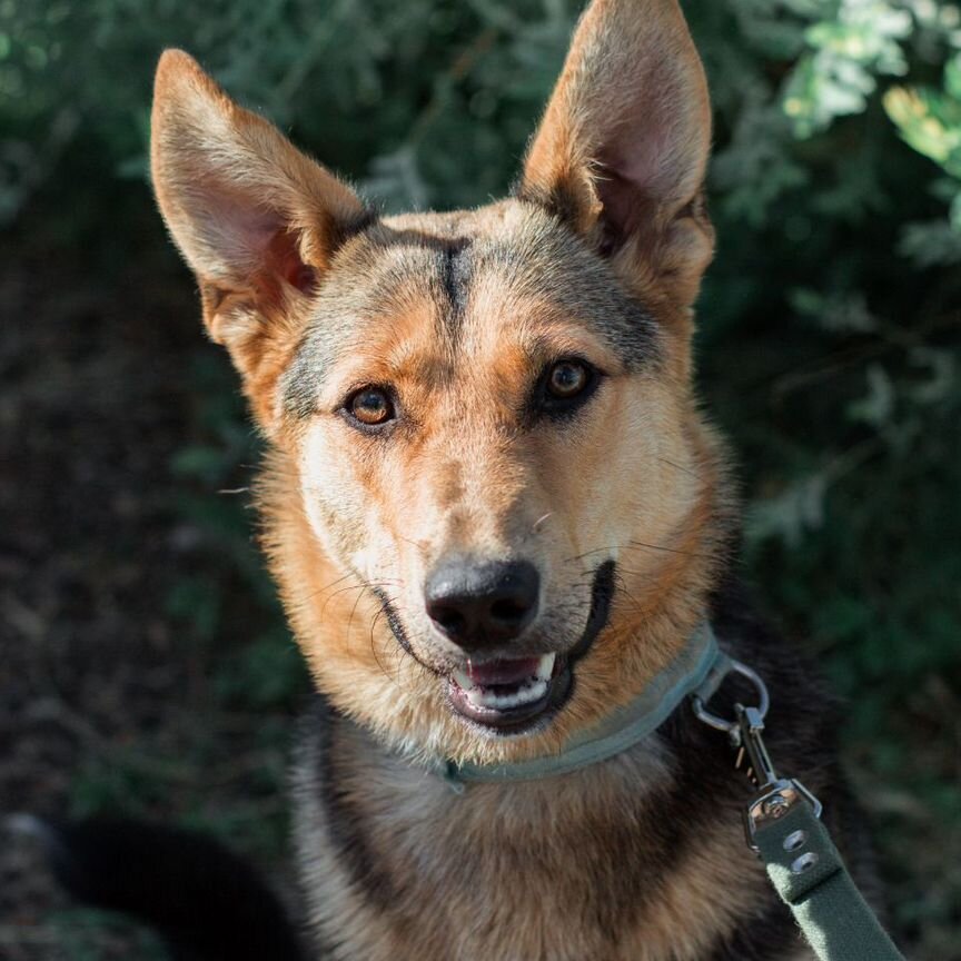 Молодая девочка Хлоя