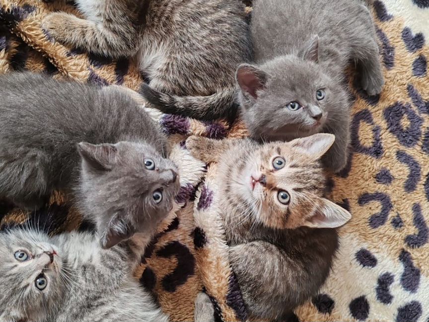 Котята