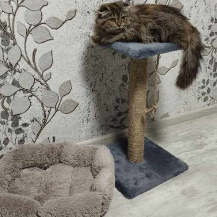 Британский длинношёрстный котёнок