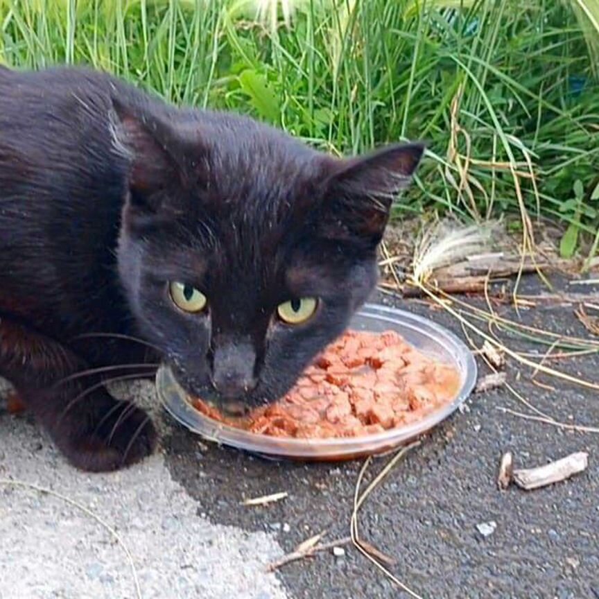 Котик, помогите найти дом