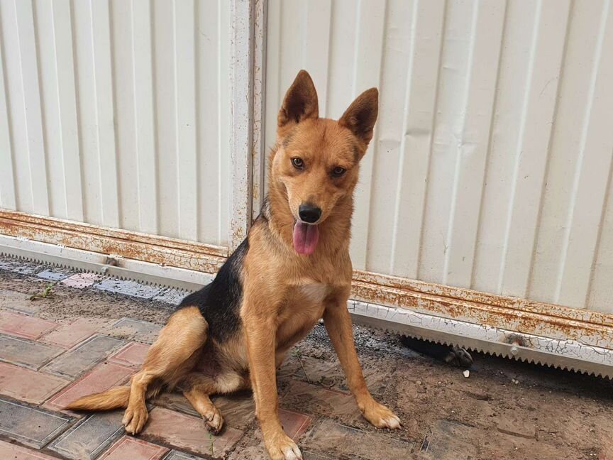 Собака мальчик бесплатно