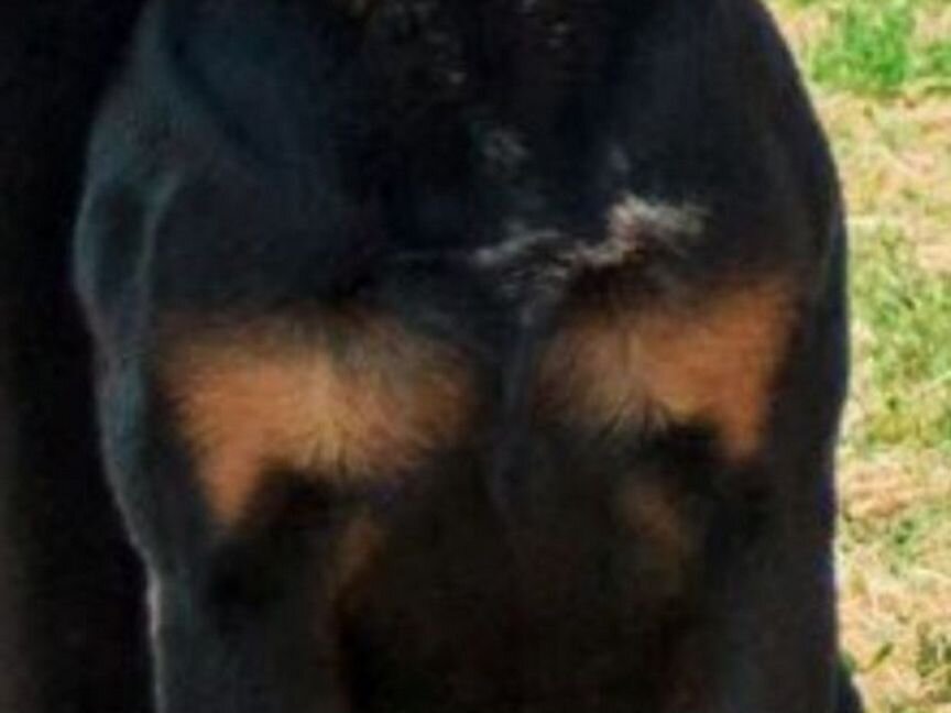 Ротвейлера девочка