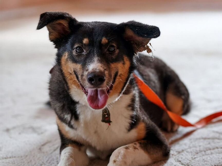 Собака в добрые руки маленькая порода