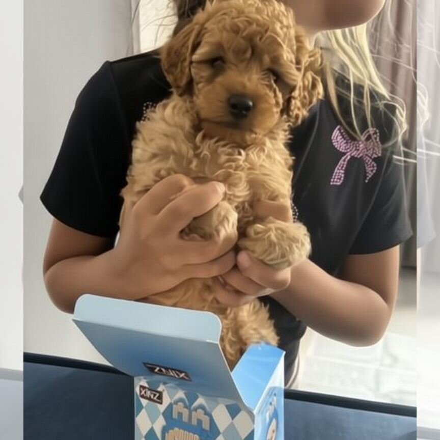 Пудель, щенок