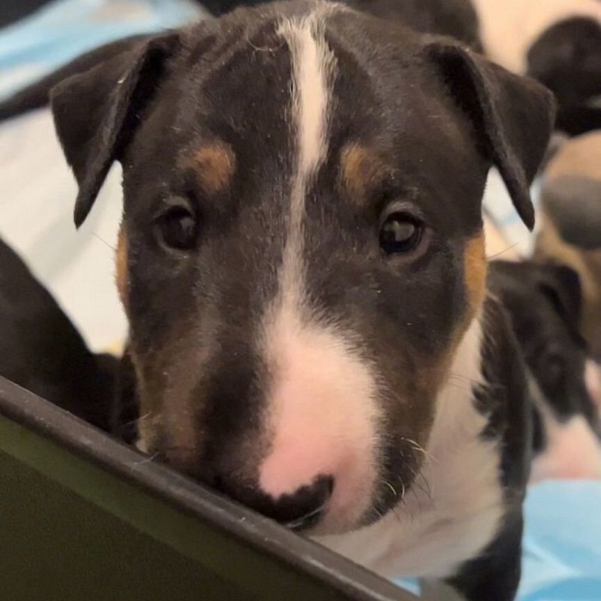 Щенок Булика черный-триколор