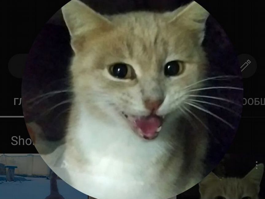Кошка лариса лара
