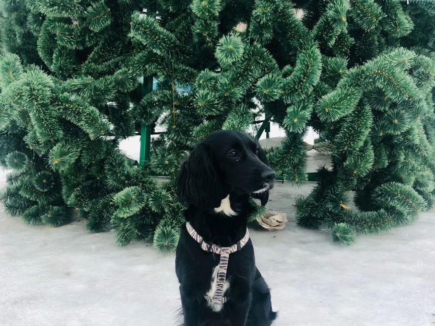 Русский спаниель в добрые руки