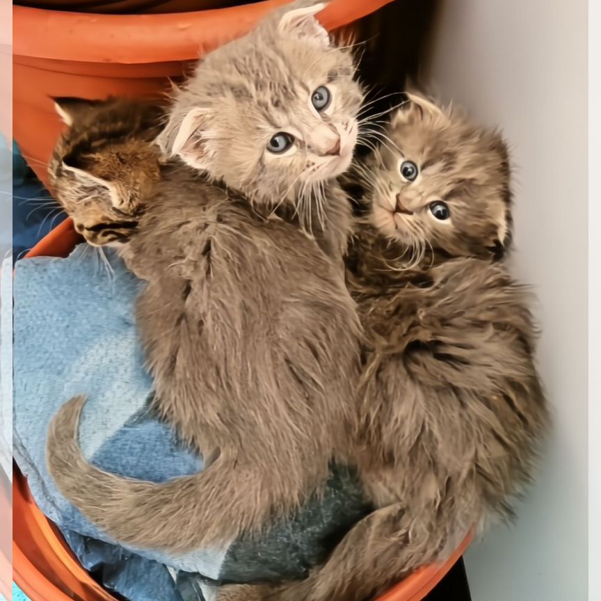 Мейн-кун котёнок