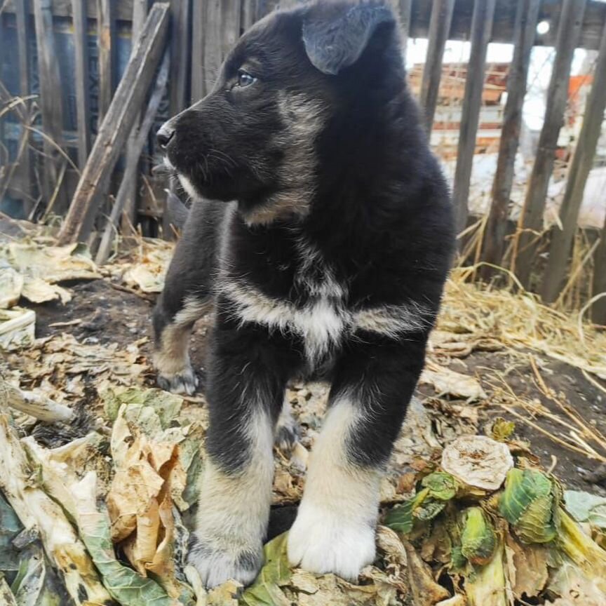 Щенок в добрые руки