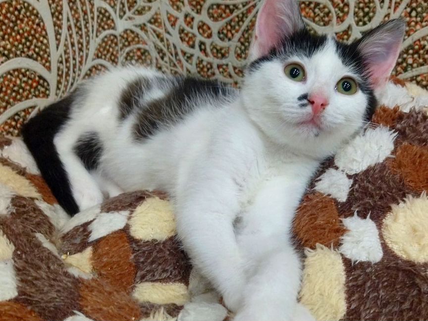 Малыш ищет дом