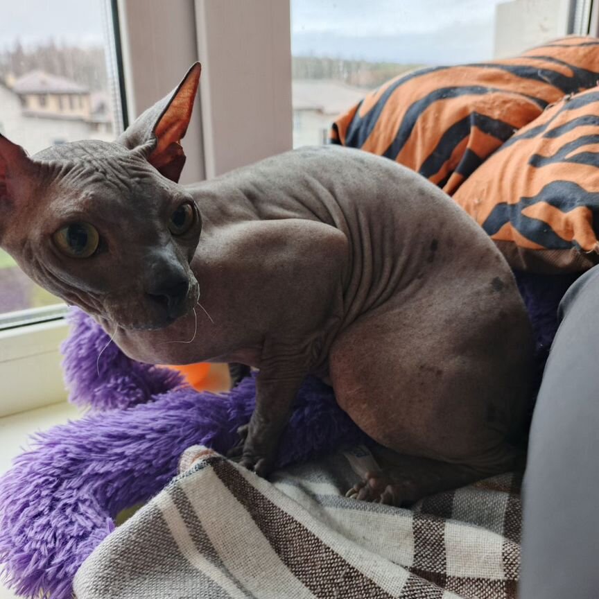 Канадский сфинкс, взрослая кошка