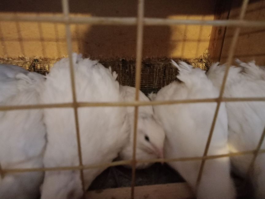 Перепела продажа