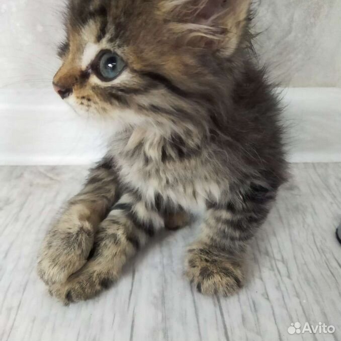 Котёнок принесет вам счастье