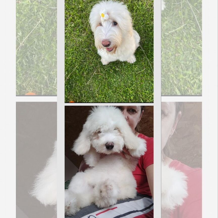 Белые медвежата бобтейл