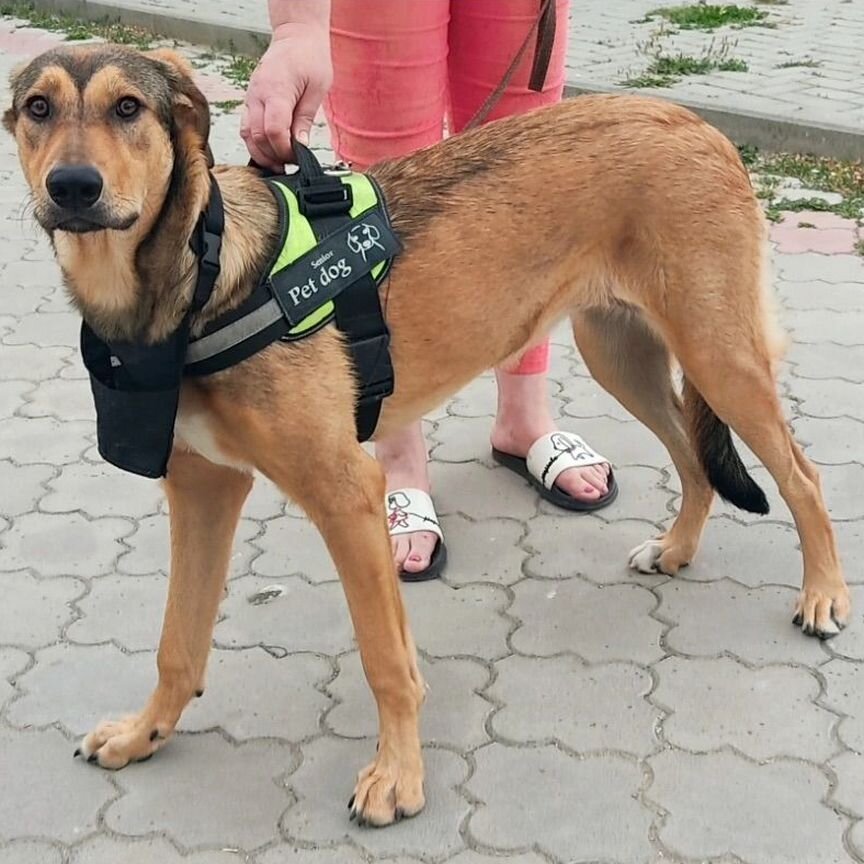 Отдам в добрые руки