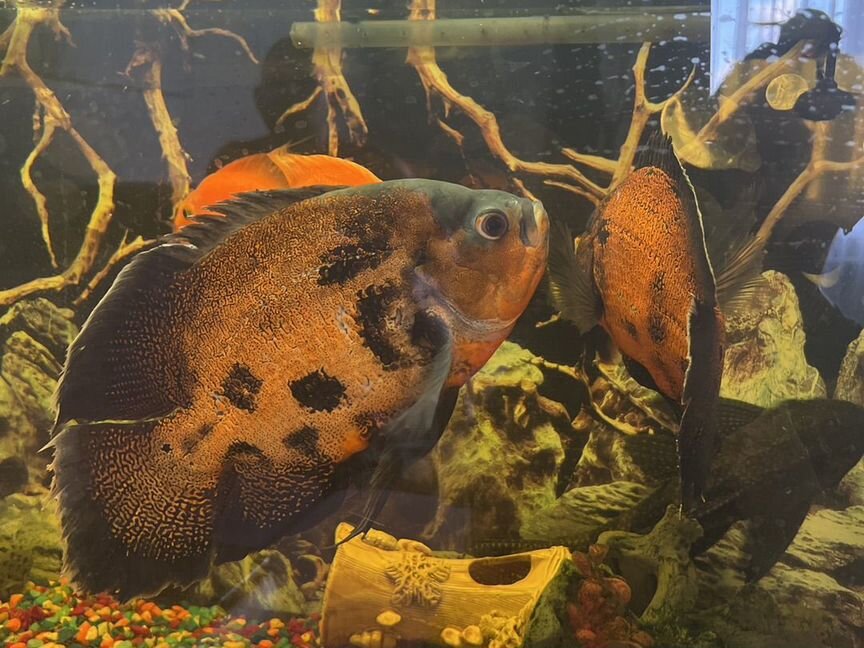 Астронотус