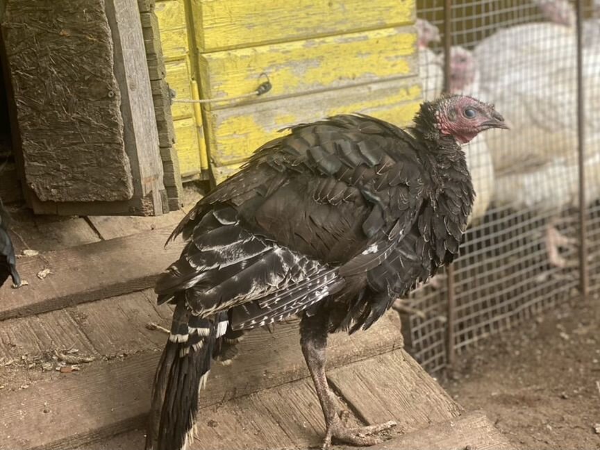 Индюки индюшата