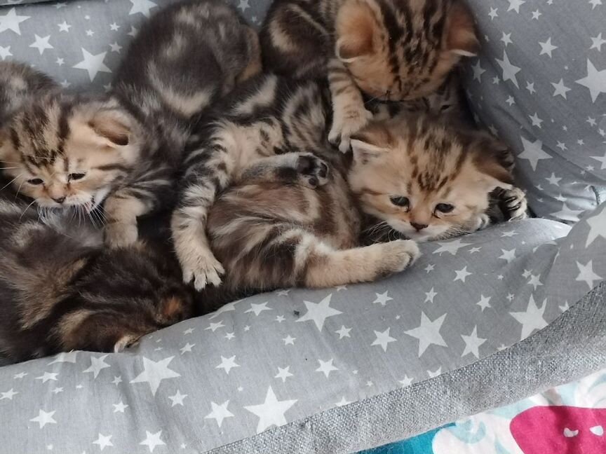 Шотландские котята