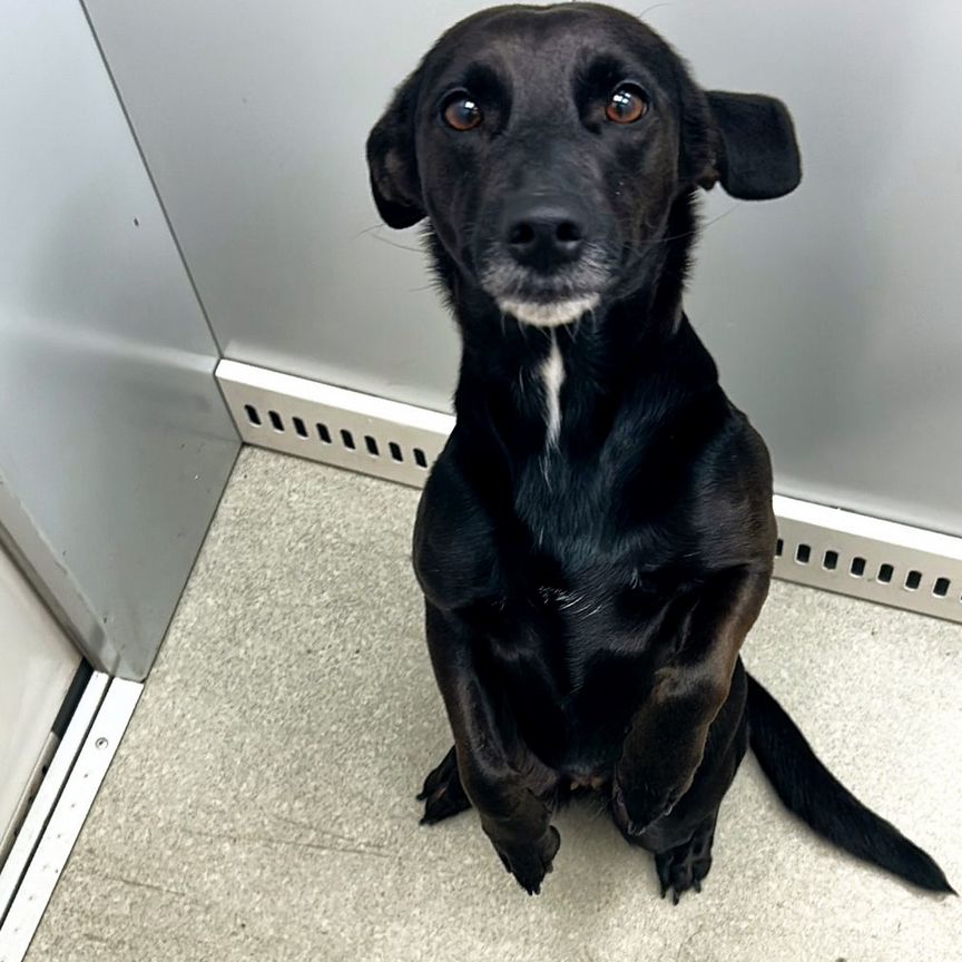 Джек-рассел-терьер, взрослая собака