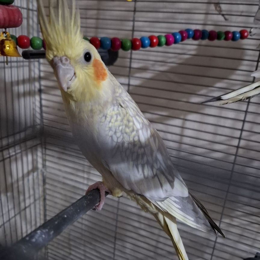 Попугай корелла с клеткой и кормом