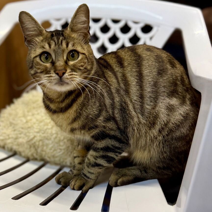 Бенгальская, взрослая кошка