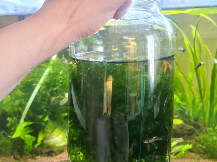 Водоросли прополка