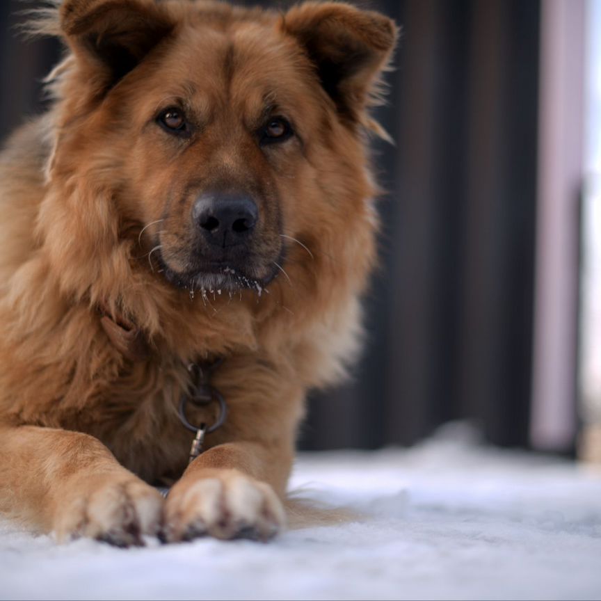 Кобель-метис для вязки