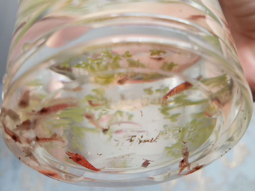 Аквариумные креветки