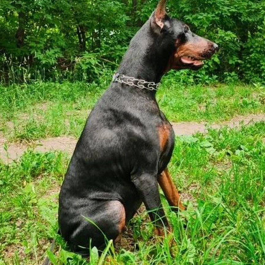 Доберман, взрослая собака